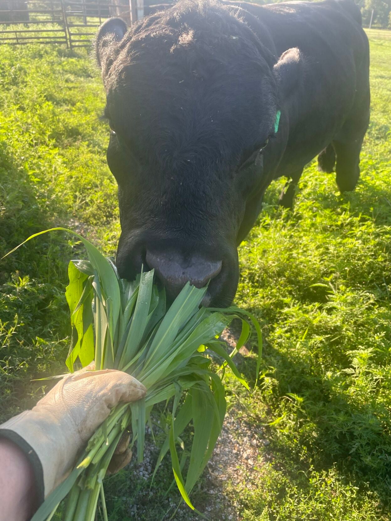 Visual storytelling by South Central Missouri cattle couple the subject ...