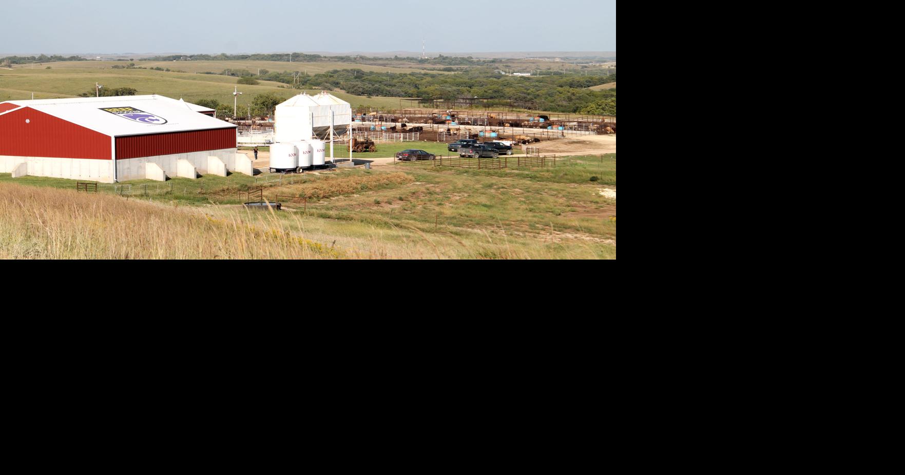 Beef stocker field day blends new technology, traditional feeding ...