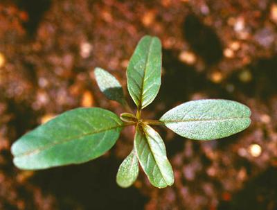 MU confirms HPPD-resistant waterhemp | News | farmtalknews.com