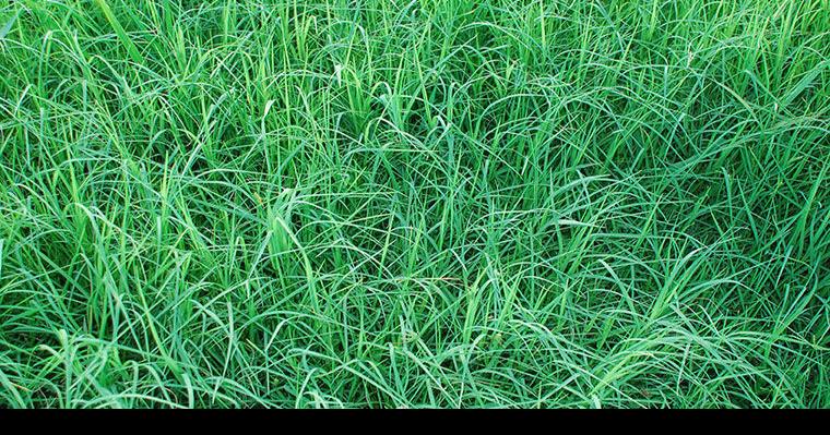 Bermudagrass getting an early start | News | farmtalknews.com