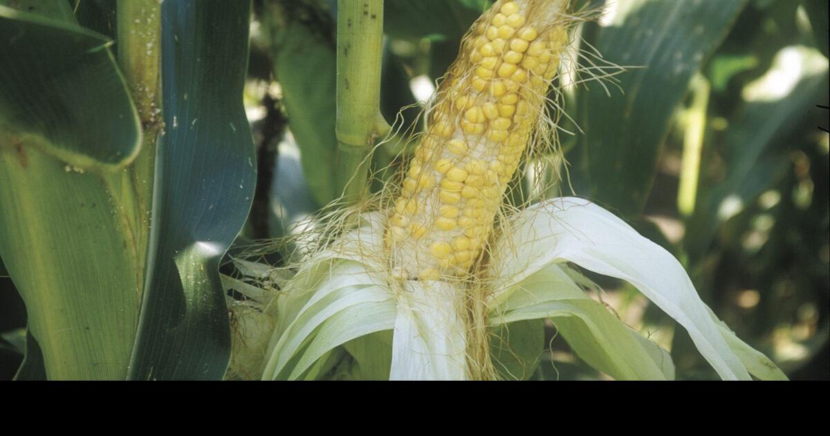 Lack of rainfall during corn’s R1 stage spells trouble | News ...