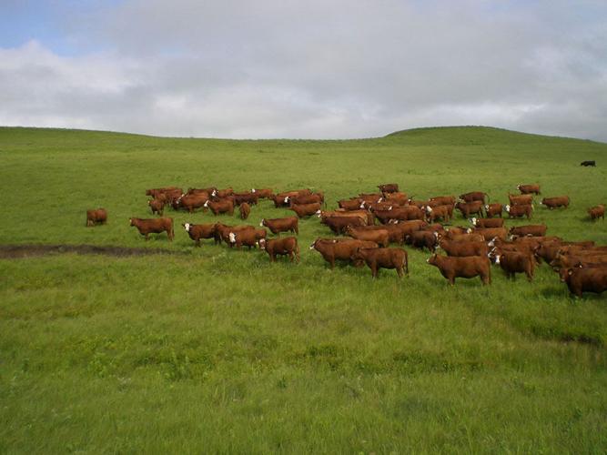 Building a multi-generational cattle operation | Archives ...