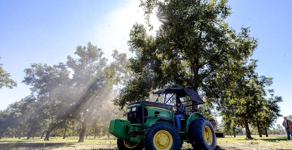 Pecan projection looks promising for fall harvest | News | farmtalknews.com