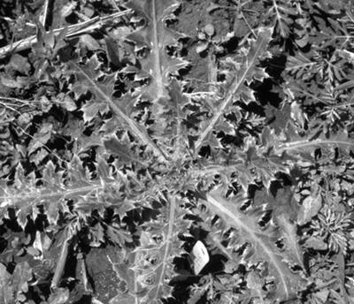 Good time to control rosette weeds | Crops | farmtalknews.com