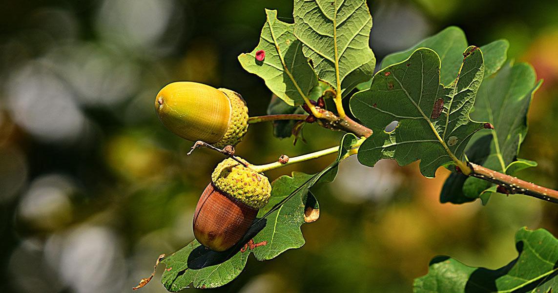 Acorn Toxicity: What to know about the possibility of oak poisoning ...