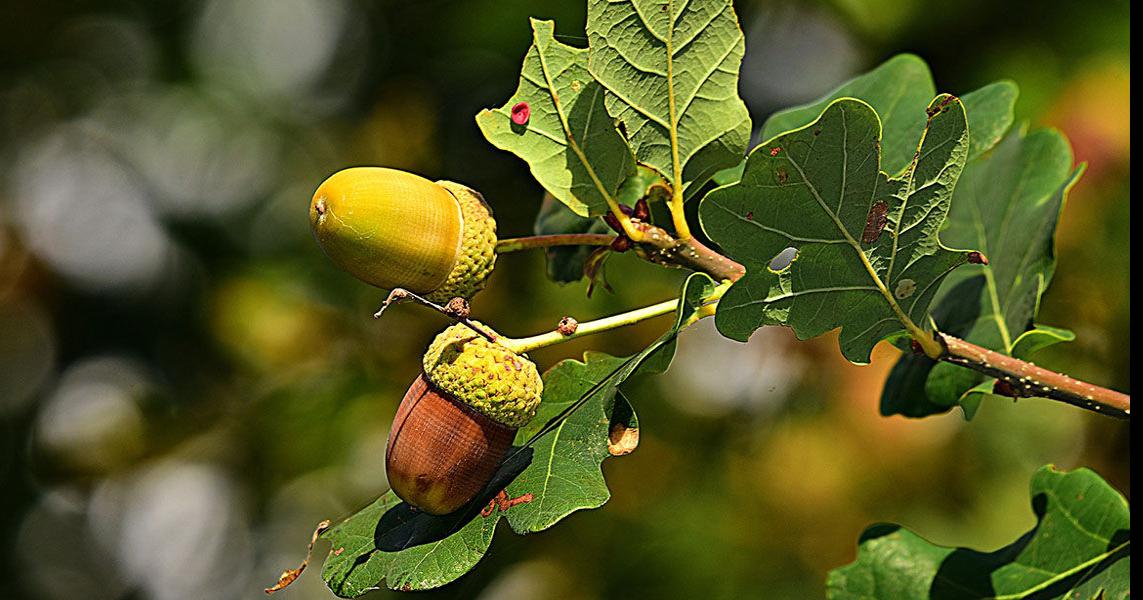 Acorn Toxicity: What to know about the possibility of oak poisoning ...