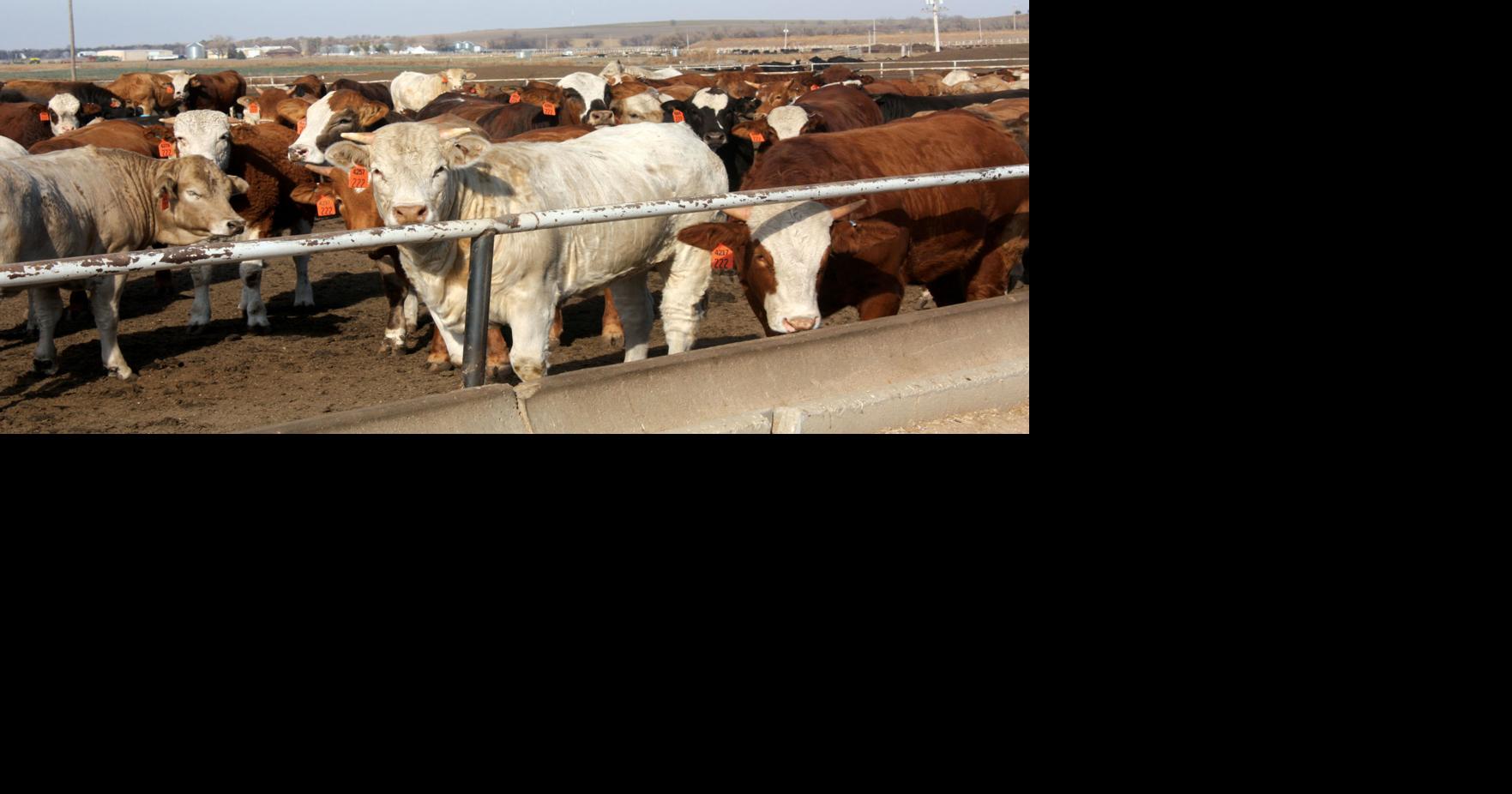 Cattle industry will feel the loss of Tyson plant at Holcomb | News ...