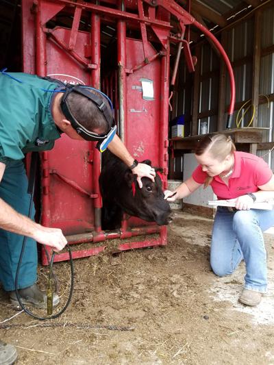 MU Extension offers tips on safely handling livestock | News ...