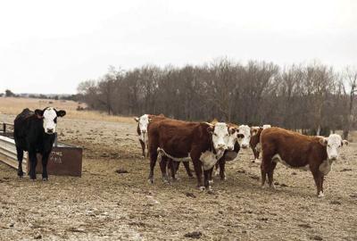 Preventing vitamin A deficiency | News | farmtalknews.com