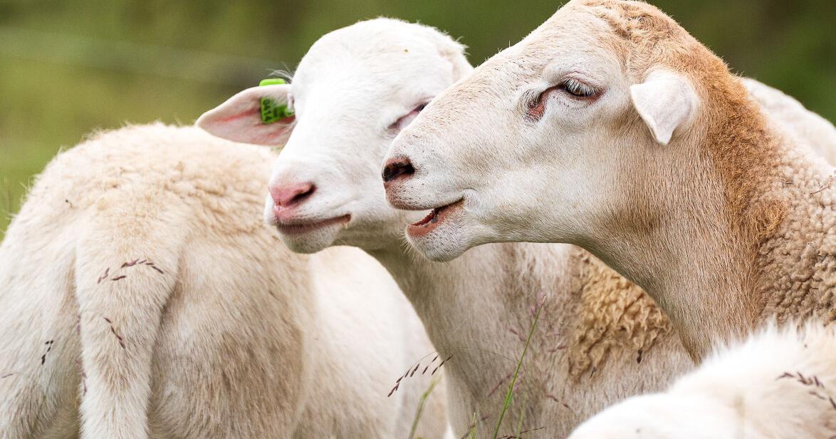 American Lamb Consumer and Producer Workshop, Osceola, St.Clair County ...