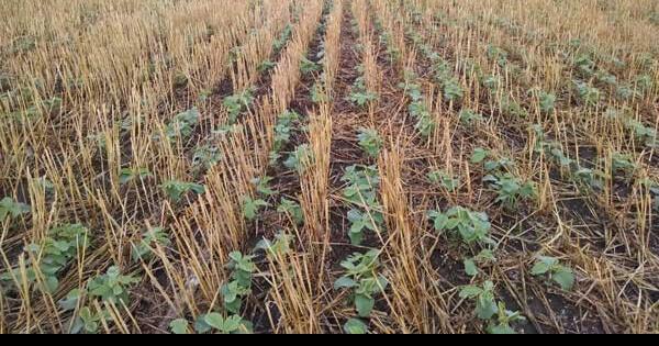 Double cropping options after wheat | News | farmtalknews.com