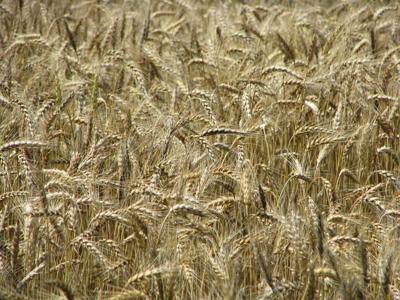 Head scab-infected wheat showing up across parts of Kansas | News ...