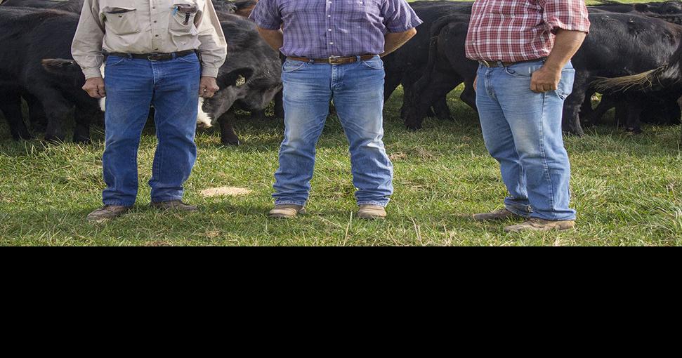 Quality cattle are the focus of Crooks Farm | News | farmtalknews.com
