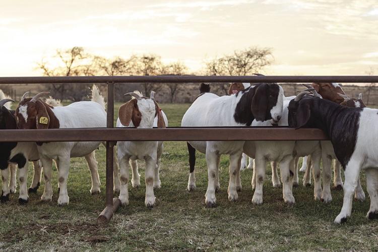 Flushing sheep, goats leads to breeding season success | News ...