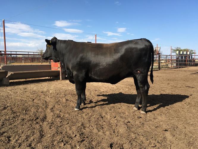 Raising, feeding dairy-beef feeder calves | News | farmtalknews.com