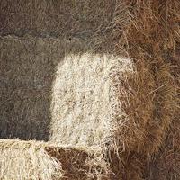 Six signs of good quality horse hay | News | farmtalknews.com