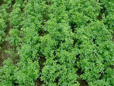 Fertilize alfalfa to maintain high yields, healthy stands | News ...