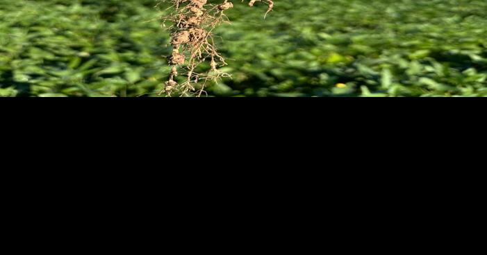 Southern root-knot nematode in soybean: Risks and control options ...