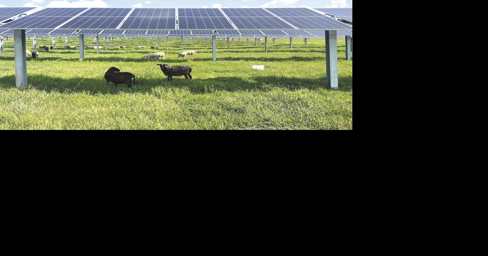 Agrivoltaics: Dual land use for ag and solar | News | farmtalknews.com