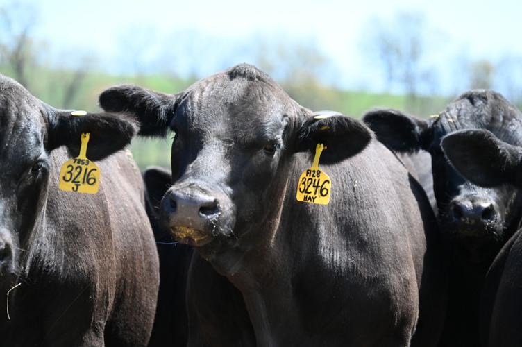 How a Missouri Angus operation is working in vertical cooperation with ...