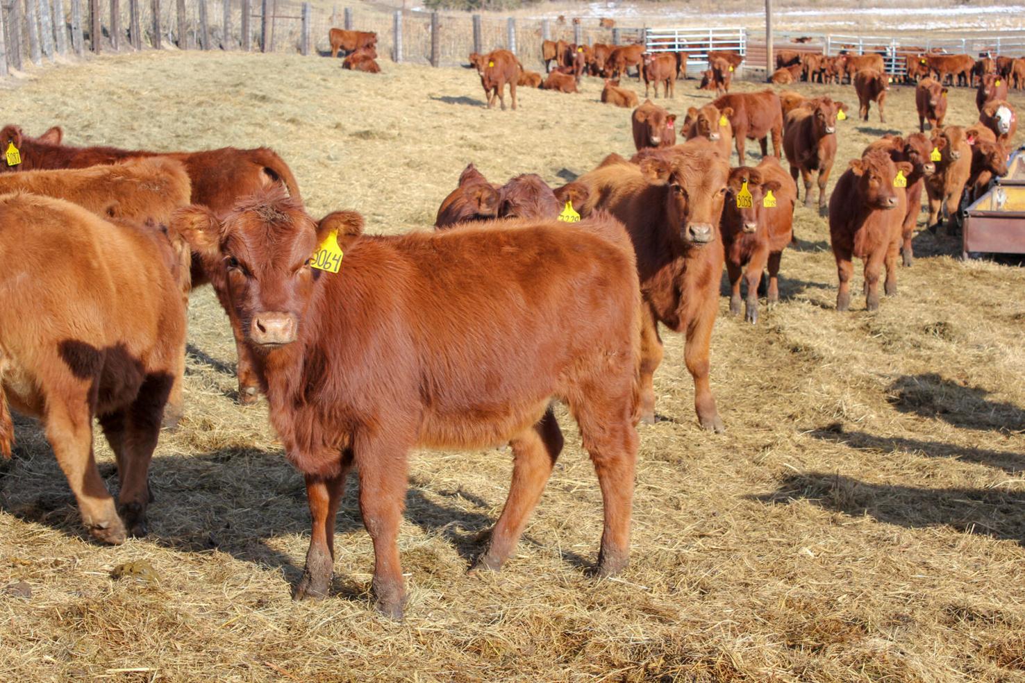 When to assist with the calving process: The three stages of ...