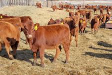 When to assist with the calving process: The three stages of ...