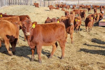 When to assist with the calving process: The three stages of ...