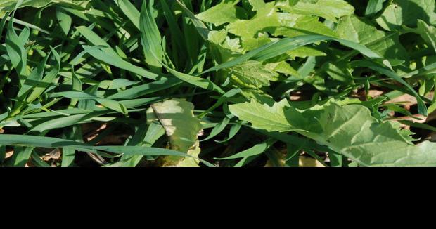 Native sod teaches sound soil principles | News | farmtalknews.com