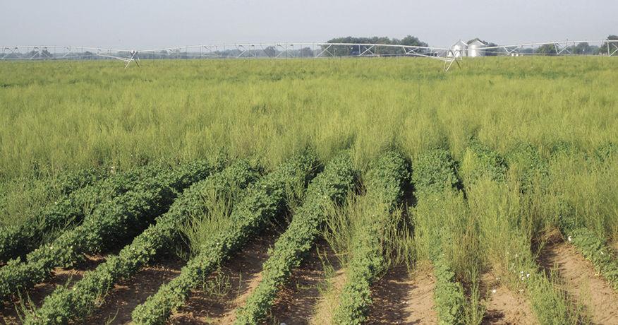 Variety: The Spice of Life — And Key to Pigweed Control | News ...