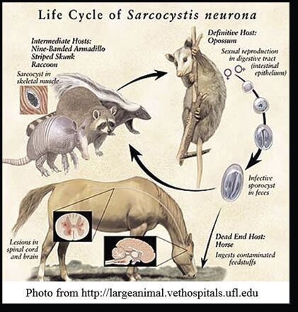 Equine Protozoal Myeloencephalitis a threat to all horses | News ...