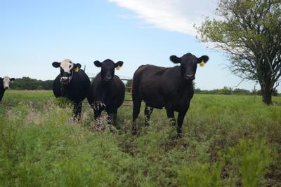 Congestive heart failure an issue in finishing cattle | News ...