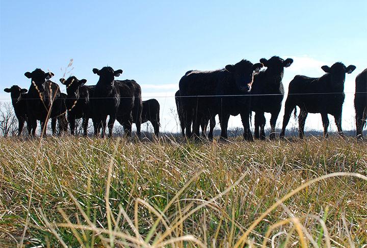 Cattle futures simply — or not so simply — explained | News ...