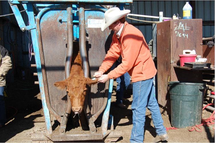 Cattlemen, connection define 37 years of Oklahoma Steer Feedout program ...