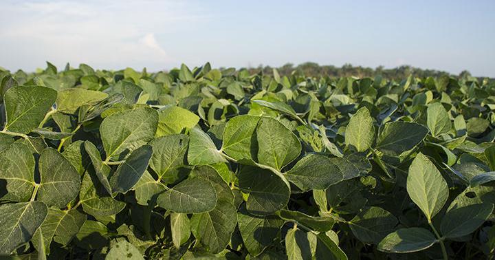 Soybean scouting time is here | News | farmtalknews.com
