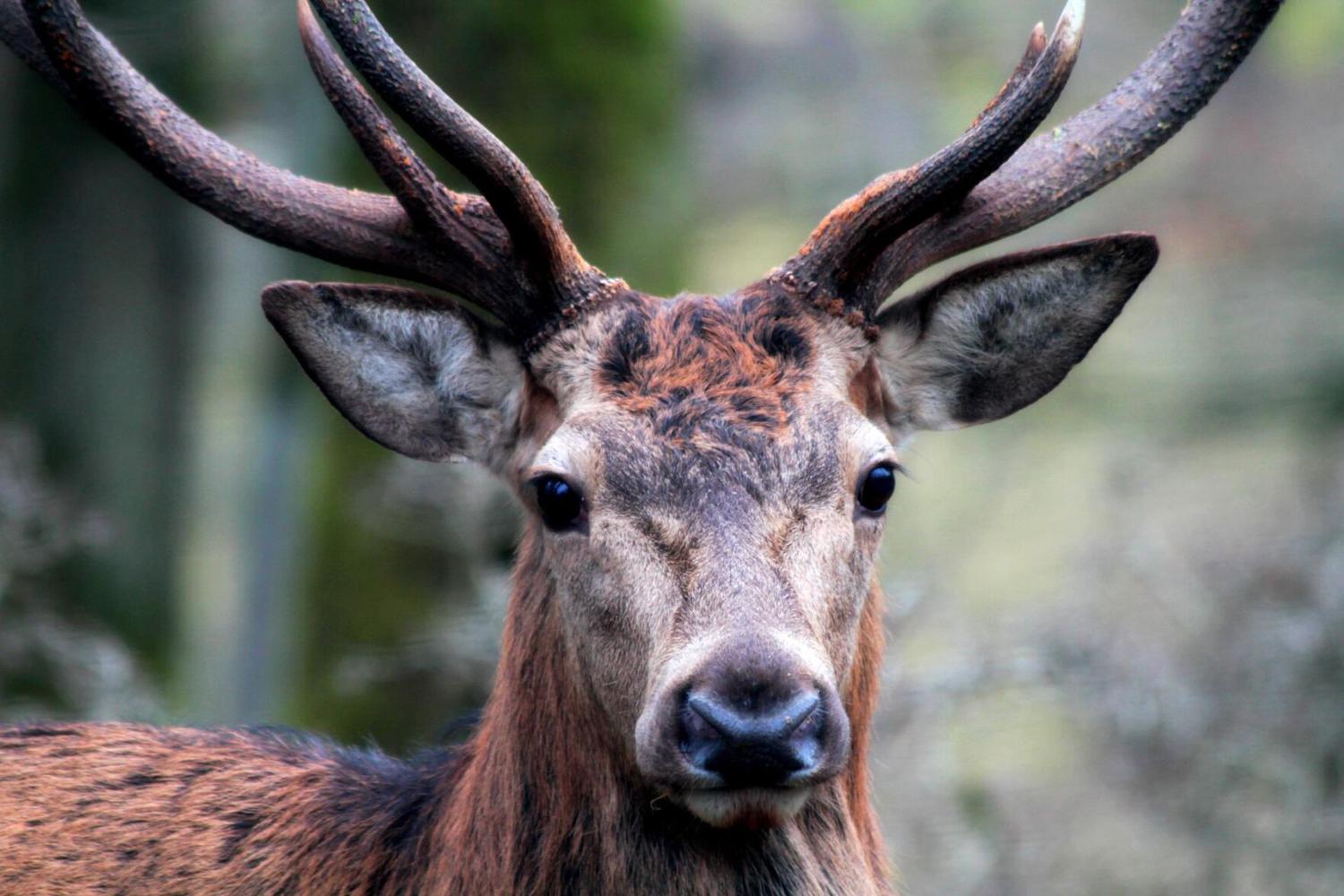 MDC shares key info for upcoming deer season | News | farmtalknews.com