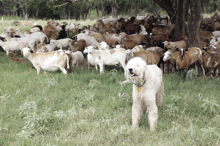 An Oklahoma producer utilizes multi-species rotational grazing | News ...