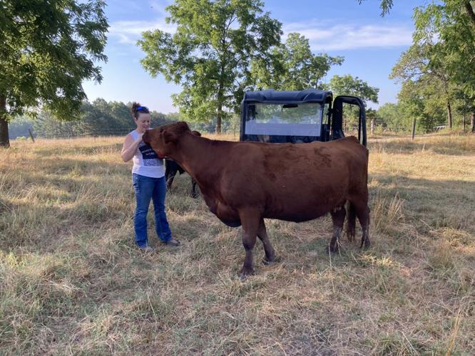 Visual storytelling by South Central Missouri cattle couple the subject ...