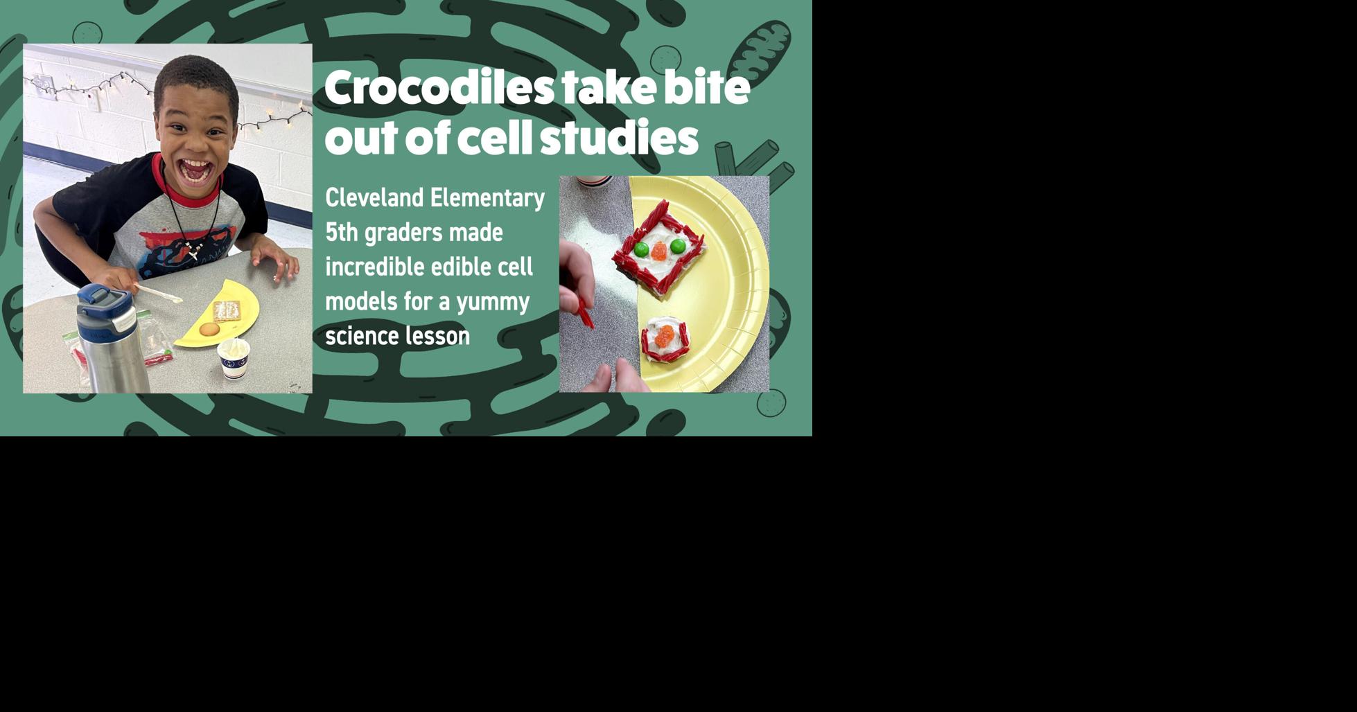 Crocodiles Take a Bite out of Cell Studies | School | fayette-news.net