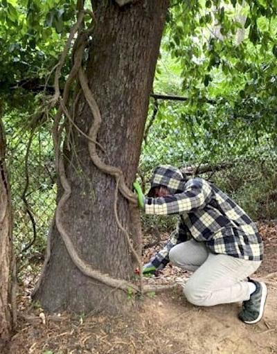 Volunteers rescue 4,000 trees from killer vines in first-of-its-kind ...