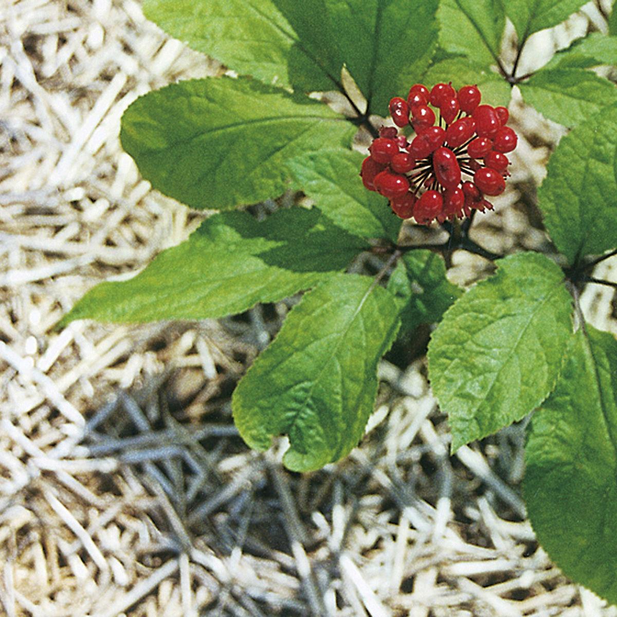 Ginseng digging season under way | Community | fayettetribune.com