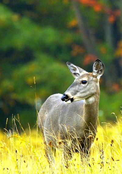 Applications available for antlerless deer hunts in limited areas | Sports | fayettetribune.com