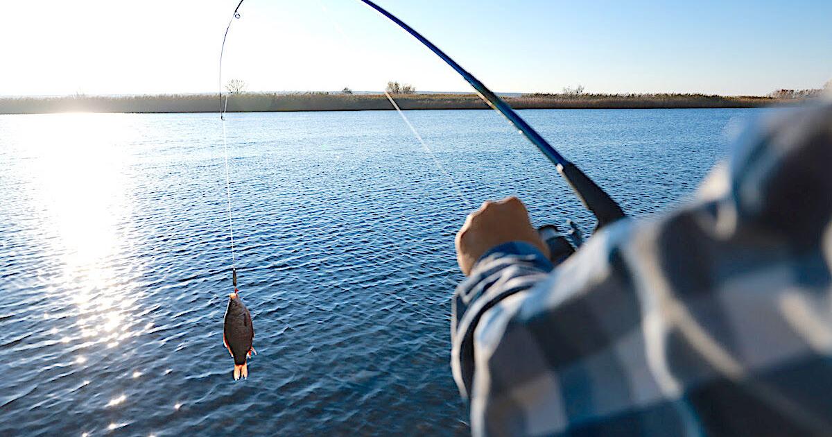 State’s sport fish consumption advisory is updated | Sports ...