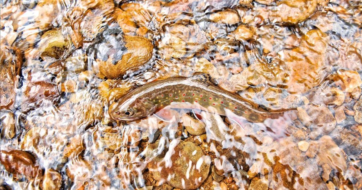 Fall trout stockings, return of Monster Trout Contest announced ...