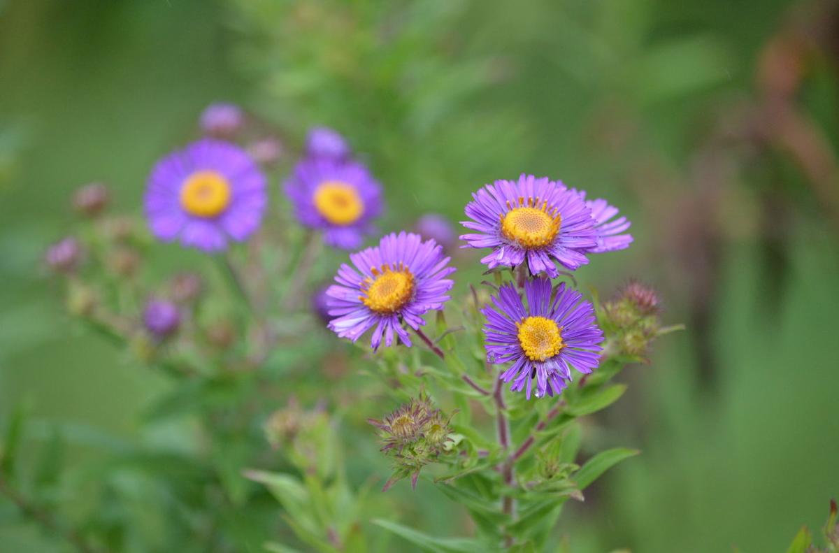 West Virginia wildflowers | News | fayettetribune.com