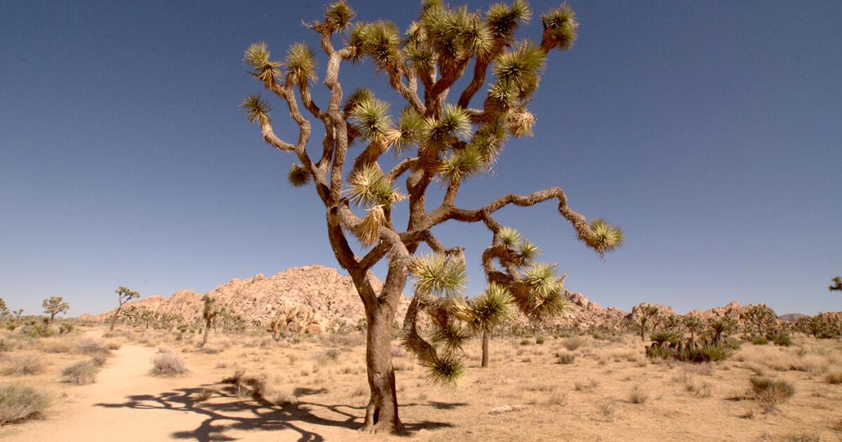 Can Joshua trees be saved from extinction? | Community | fayettetribune.com