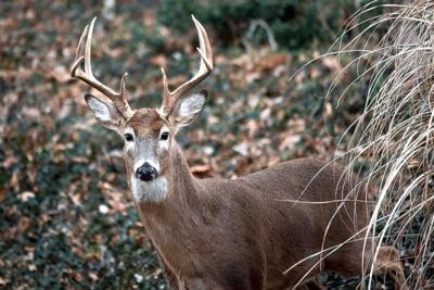 Big Buck Photo Contest returns | Sports | fayettetribune.com