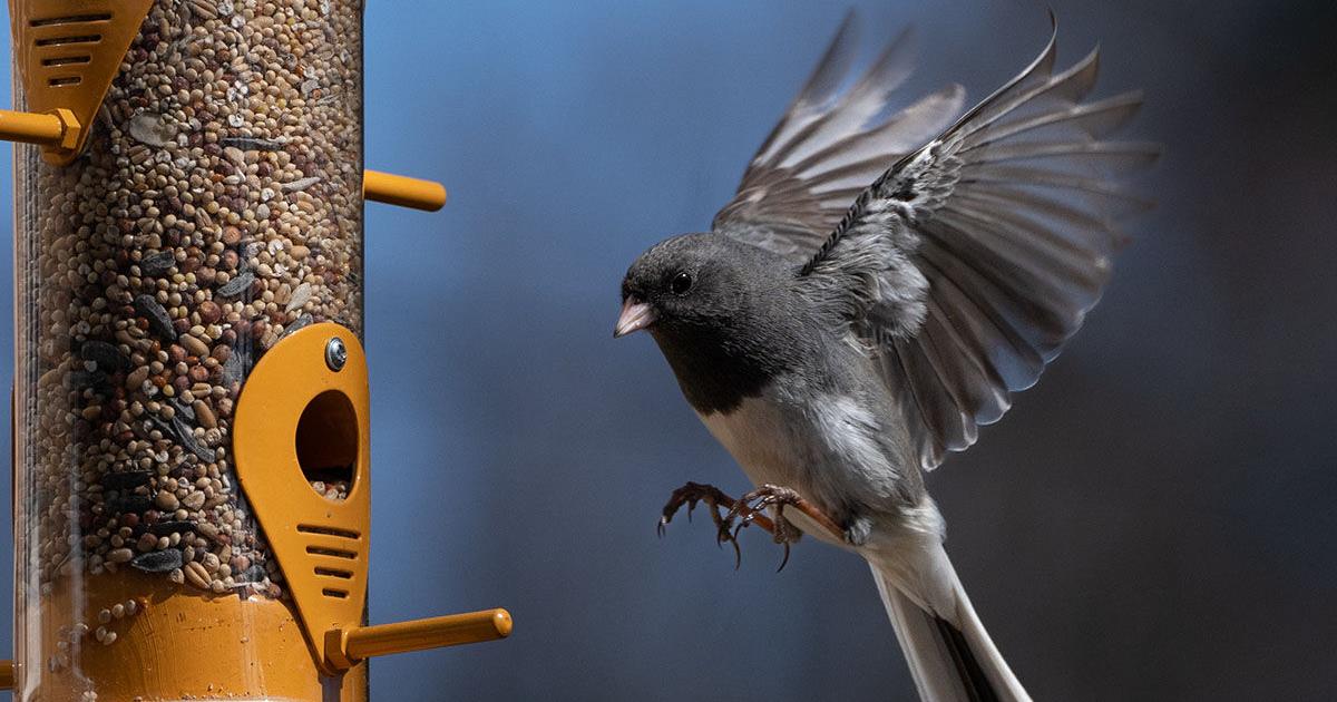 Are bird feeders good for local ecosystem? | Community | fayettetribune.com