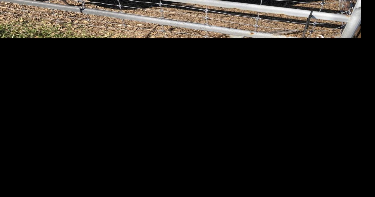 Turkey raffle | Community | fbherald.com