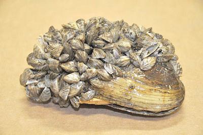 how to cook zebra mussels