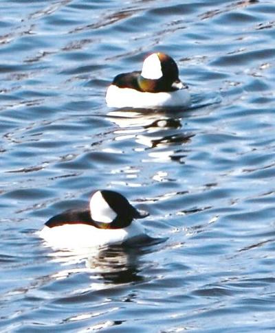 Bufflehead ducks stopped by to rest | Opinion | fergusfallsjournal.com